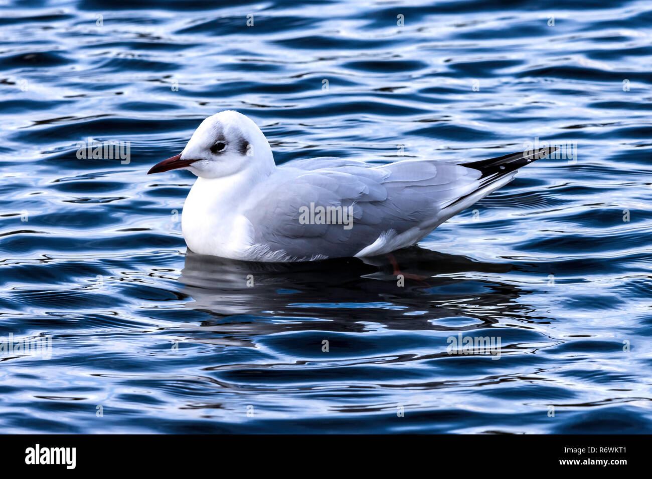 Swimming common gull in Bedfont Lakes Country Park, London Stock Photo ...