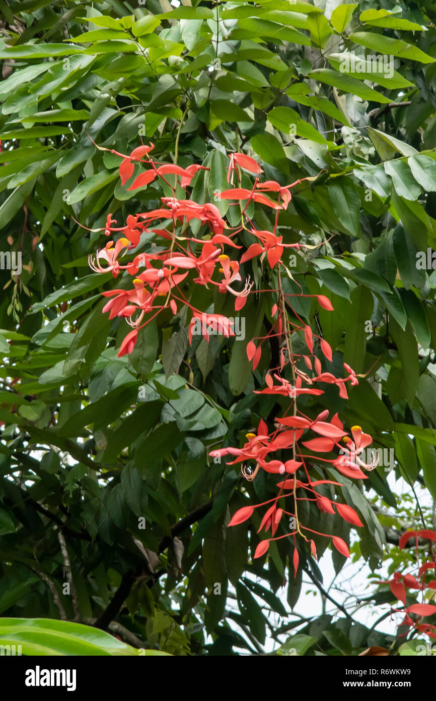 Amherstia nobilis, Pride of Burma in Kandy, Sri Lanka Stock Photo - Alamy