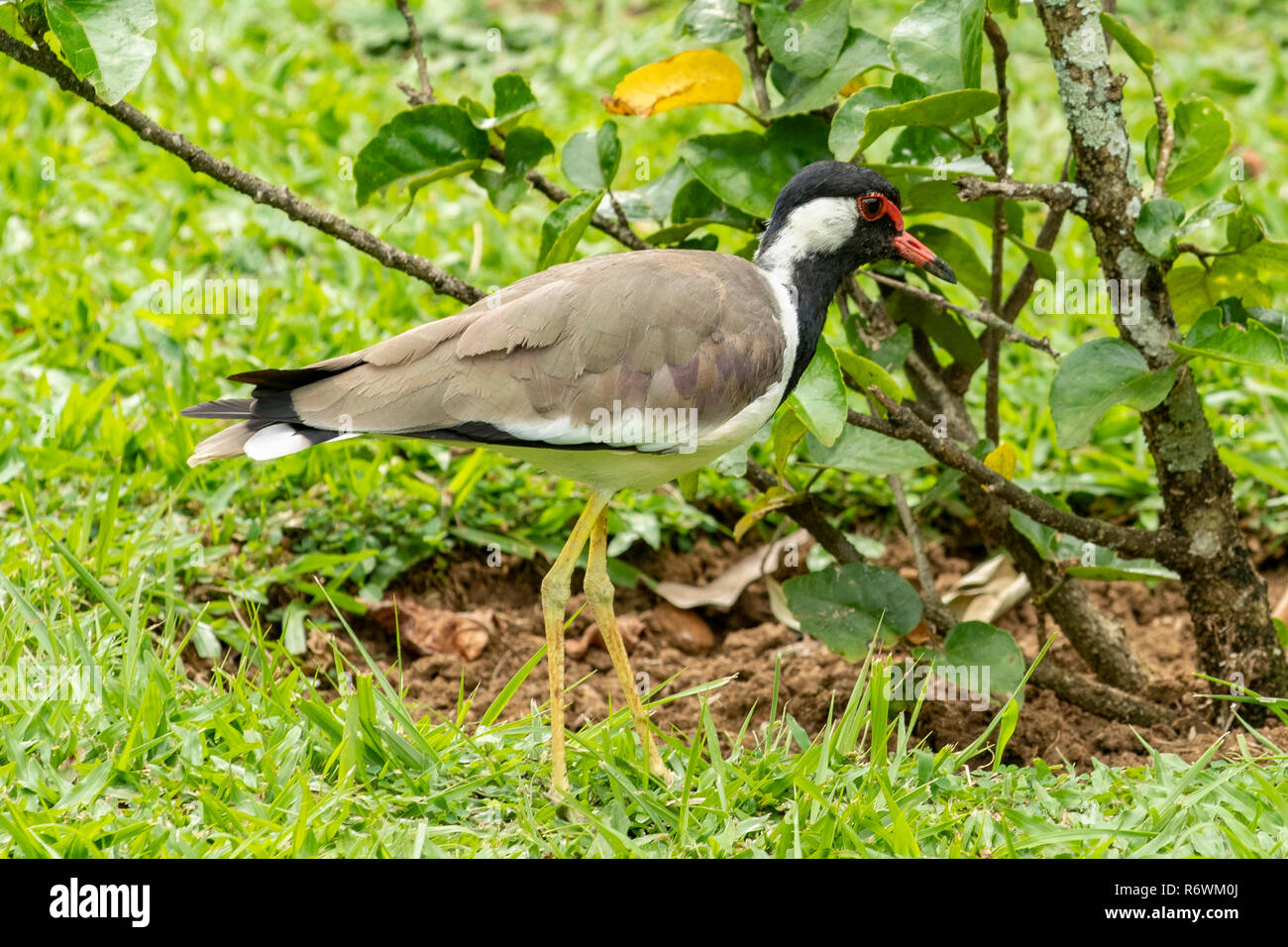 Red-wattled Lapwing, Vanellus indicus in Kandy, Sri Lanka Stock Photo ...