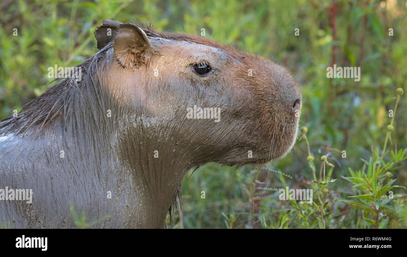 Capybara in Brazil Stock Photo - Alamy