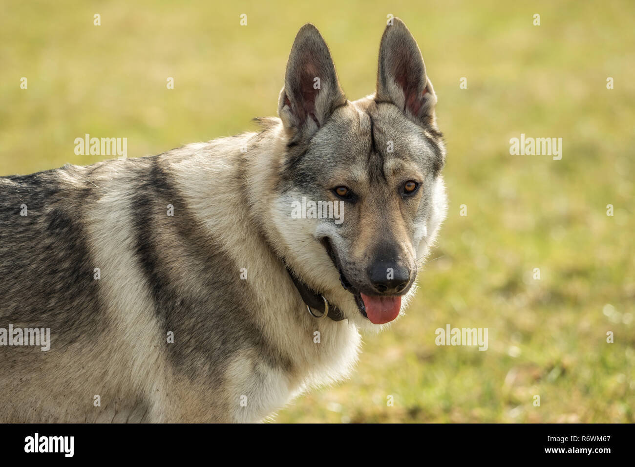 American Tundra Shepherd Dog
