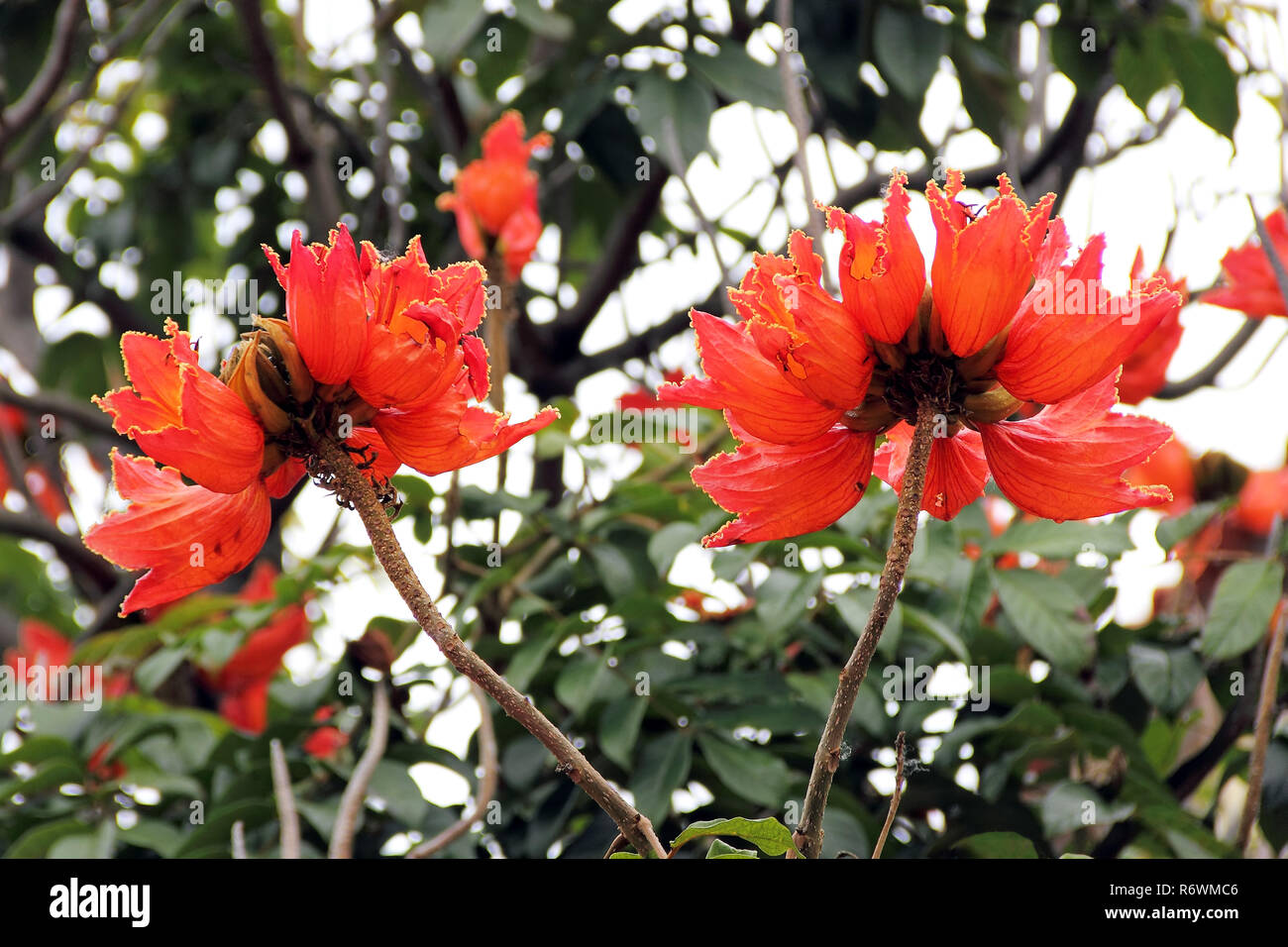 Blossom of Flame tree, close-up photo Stock Photo - Alamy