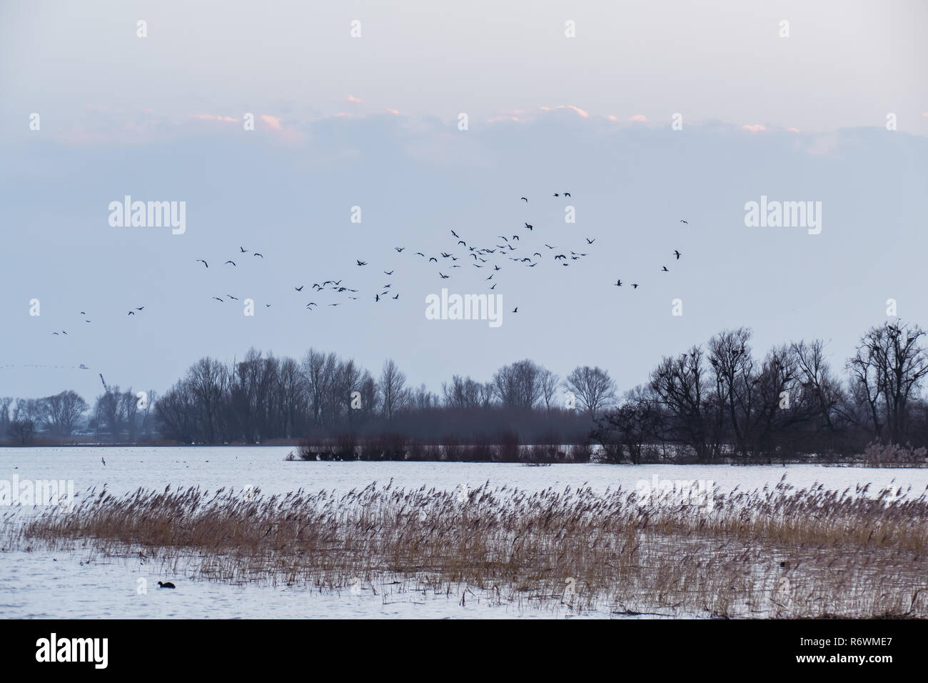 Hardinxveld, Netherlands - 2018-01-14: Geese flying over the waters and ...