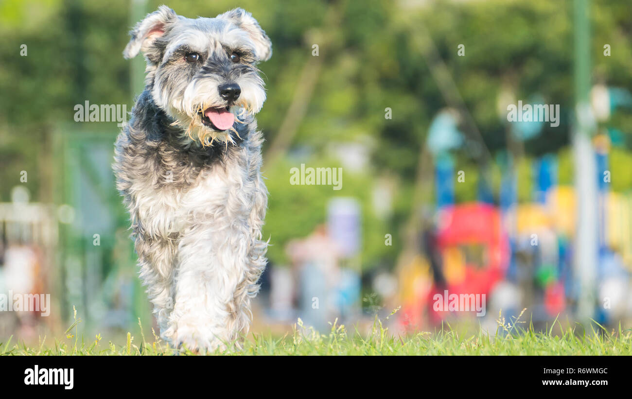 Happy miniature, schnauzer puppy running with nice background color ...