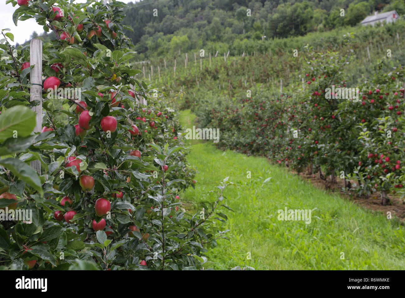 Paradise apple trees hi-res stock photography and images - Alamy