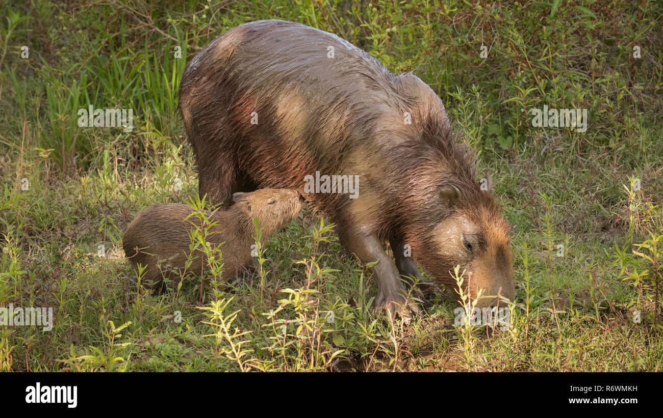 Capybara in Brazil Stock Photo - Alamy