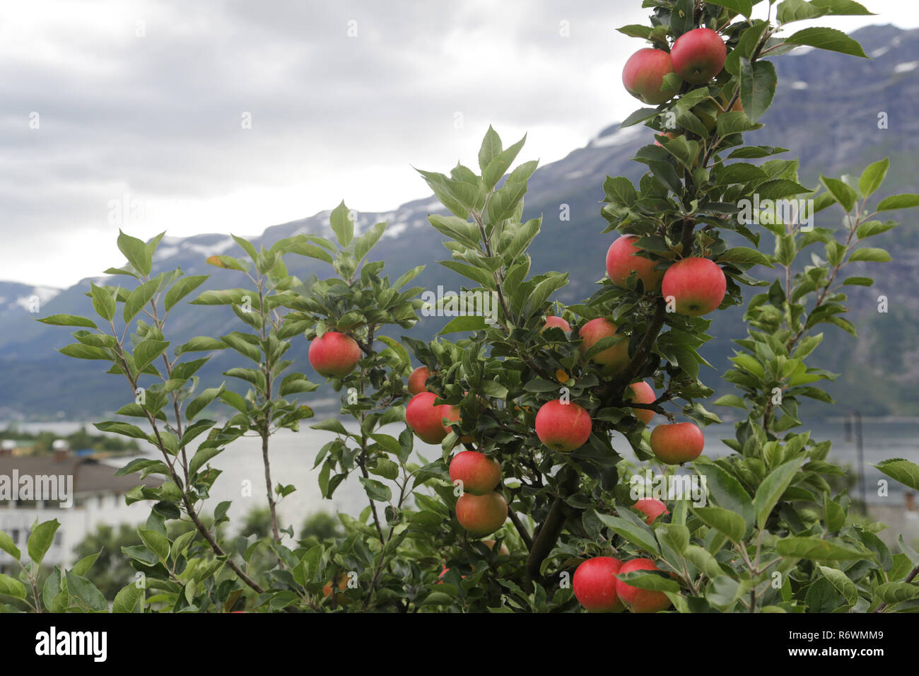 Hardangerfjord apple hi-res stock photography and images - Alamy