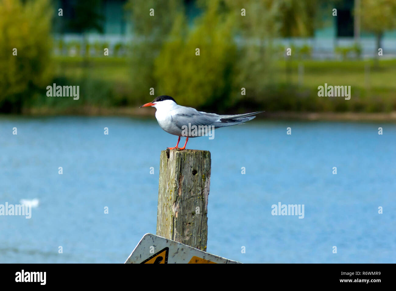 Bedfont lakes hi-res stock photography and images - Alamy