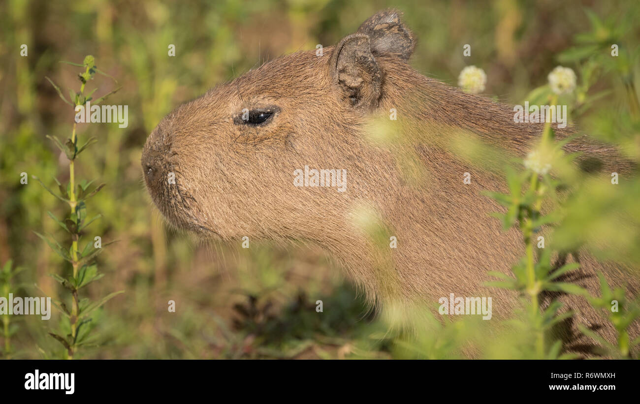 Capybara in Brazil Stock Photo - Alamy