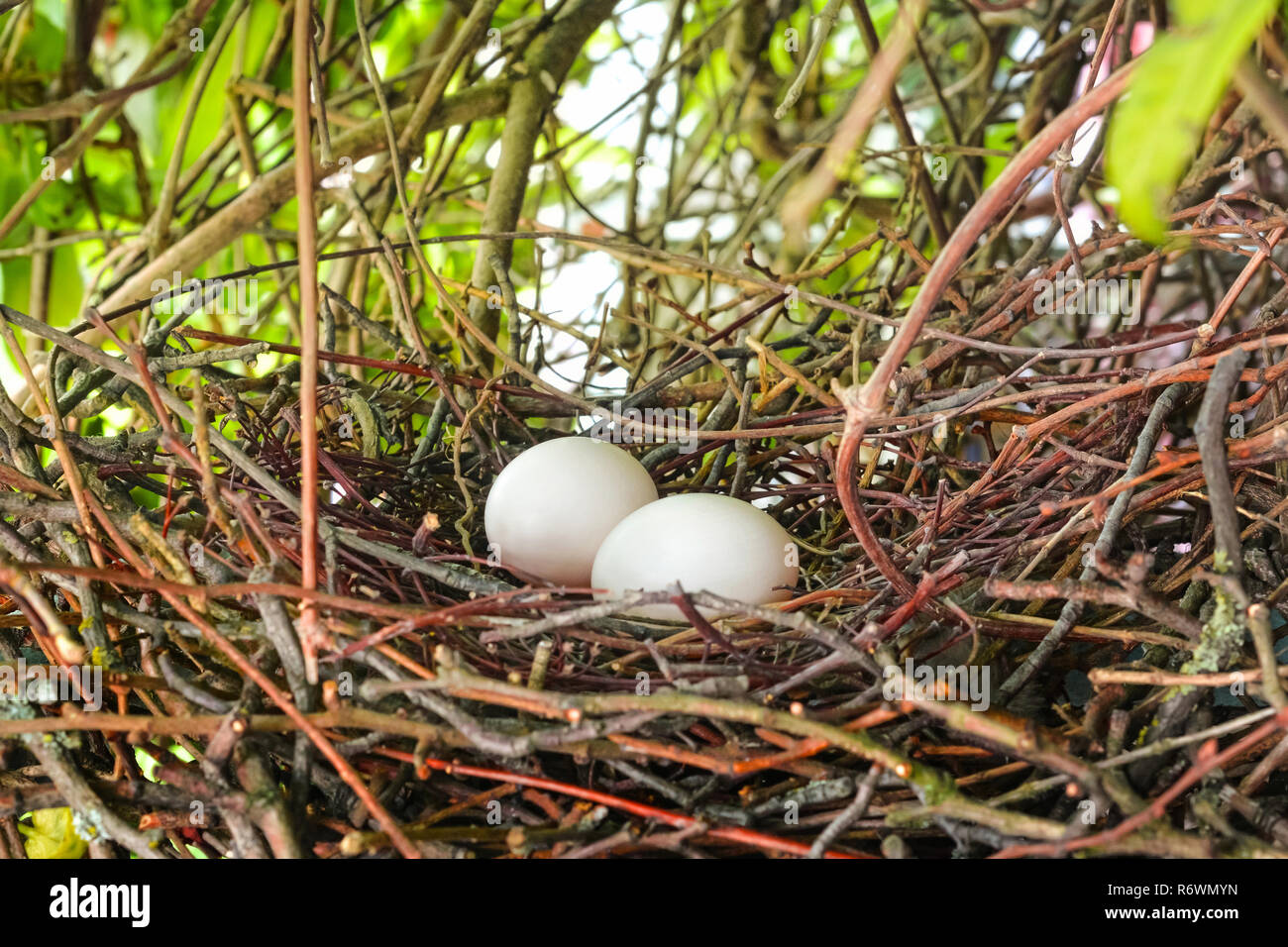 Pigeon Egg Stock Photos & Pigeon Egg Stock Images - Alamy