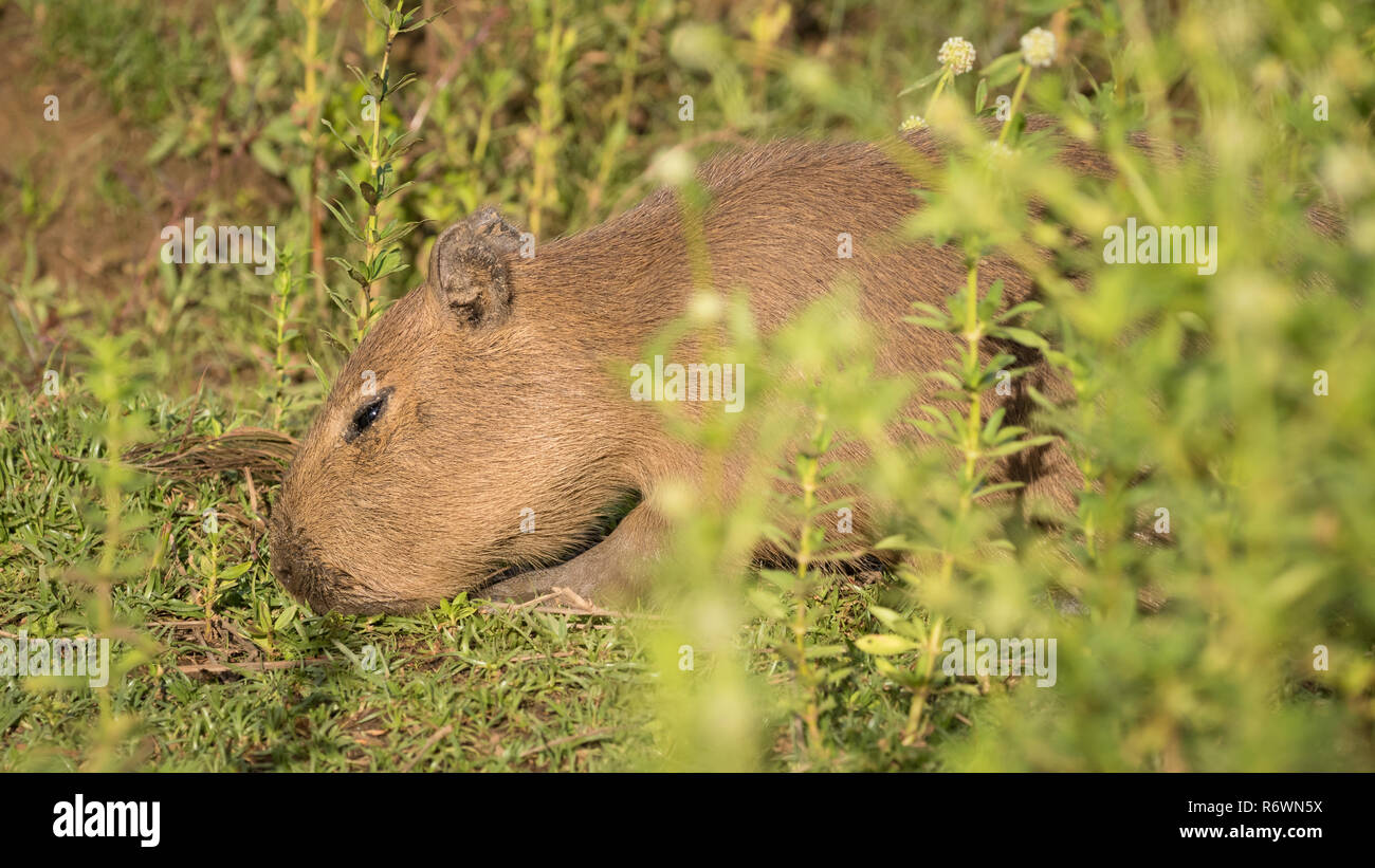 Capybara in Brazil Stock Photo - Alamy