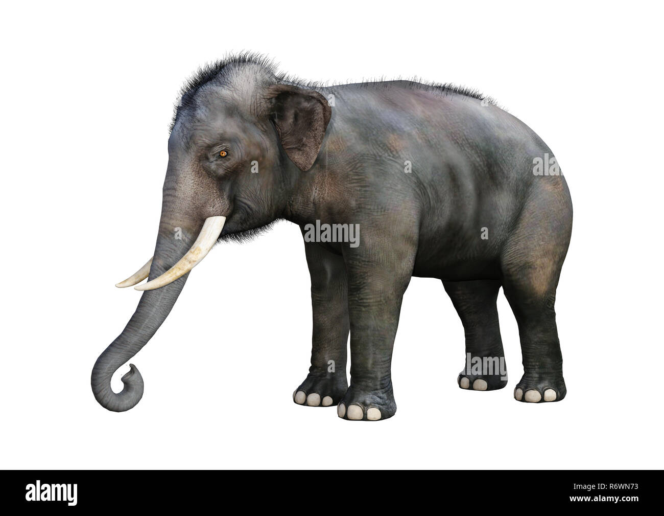 3D Rendering Indian Elephant on White Stock Photo - Alamy