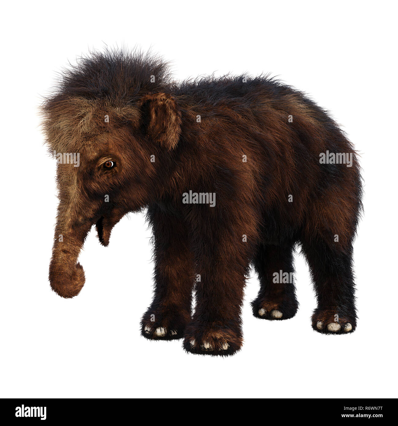 3D Rendering Woolly Mammoth Baby on White Stock Photo - Alamy