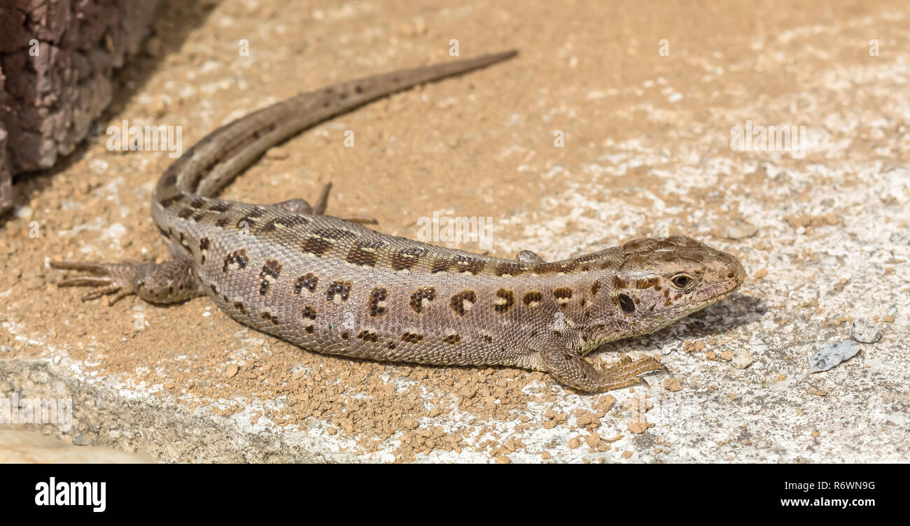 Wild lawn garden lizard hi-res stock photography and images - Alamy