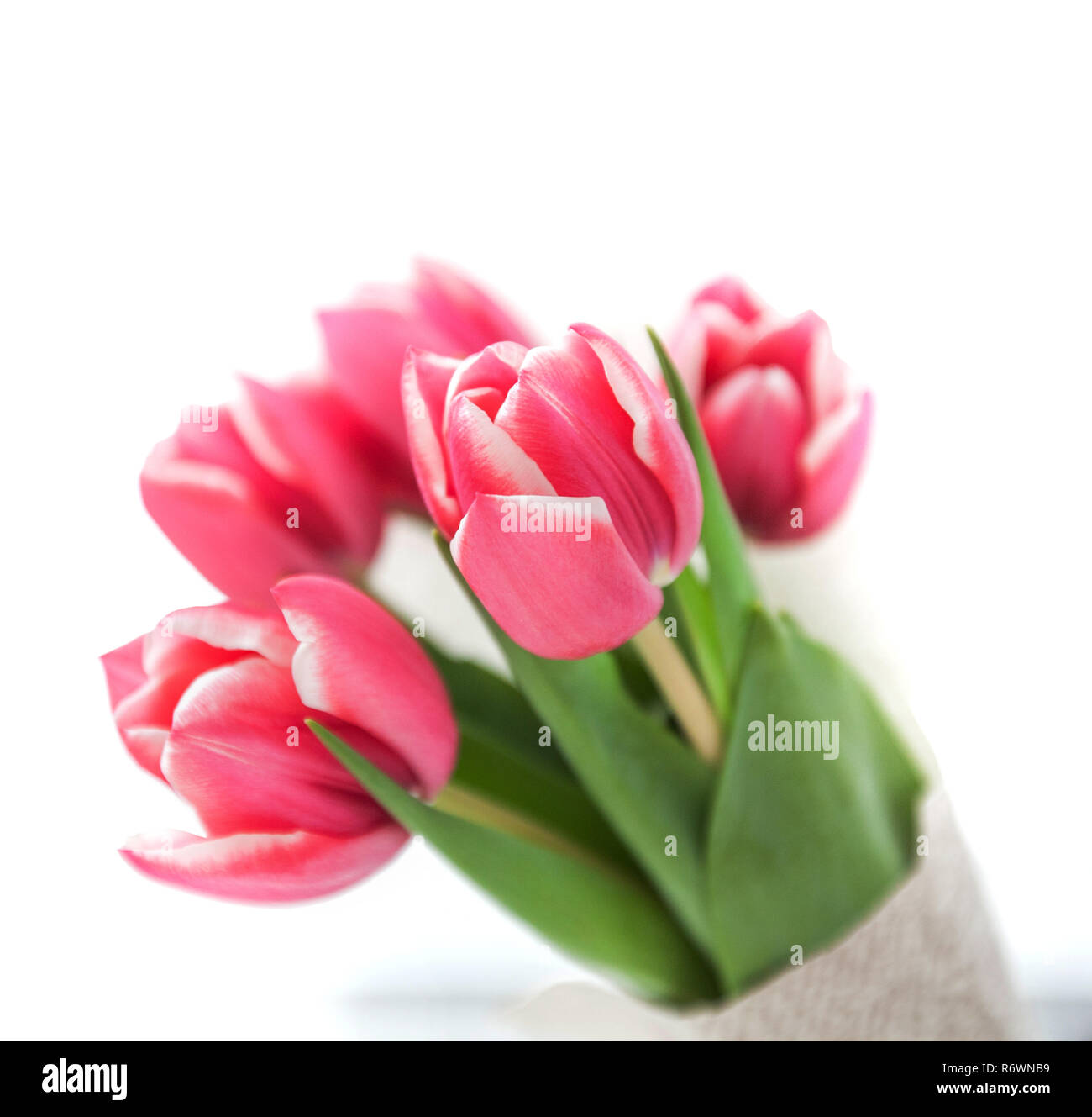 Spring Love Romance Tulip Stock Photo - Alamy