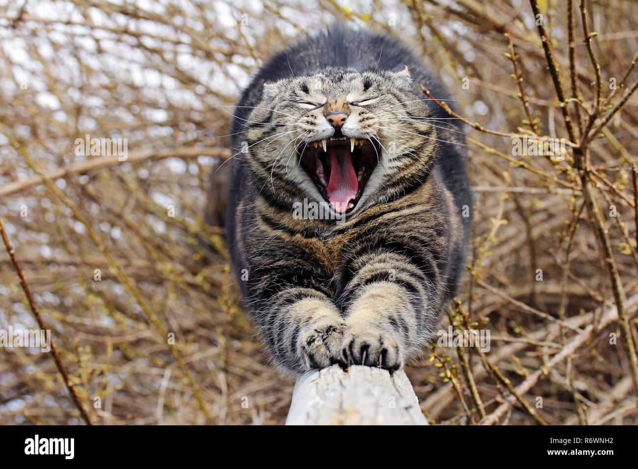 Fat black pussycat hi-res stock photography and images - Alamy