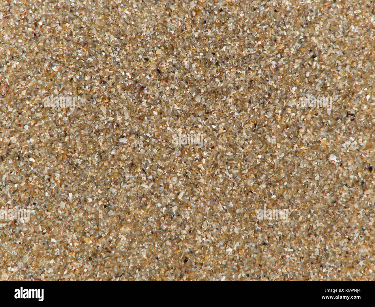Texture of small colorful seashells Stock Photo - Alamy