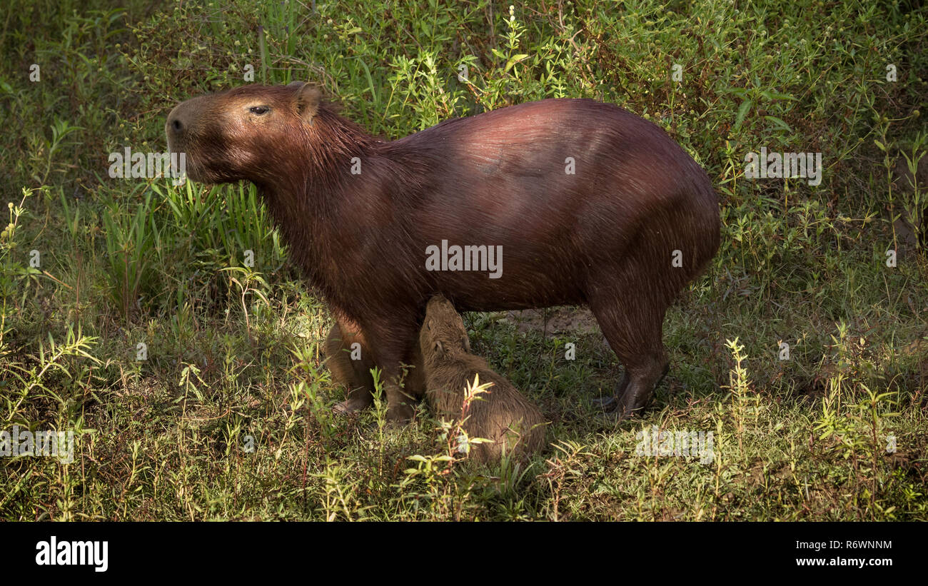Capybara in Brazil Stock Photo - Alamy
