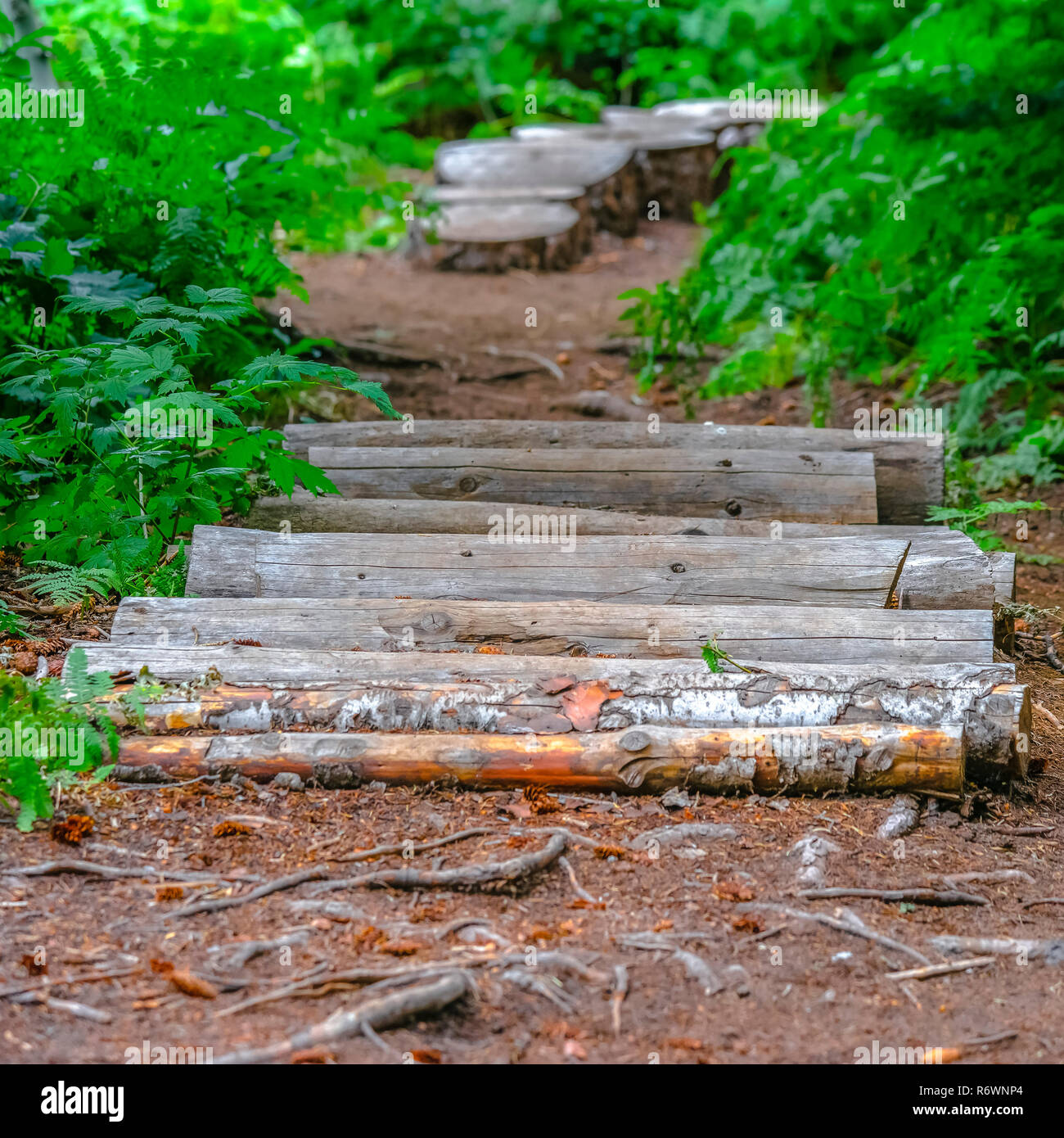 Wooden poles and stump steps on a hiking trail Stock Photo - Alamy