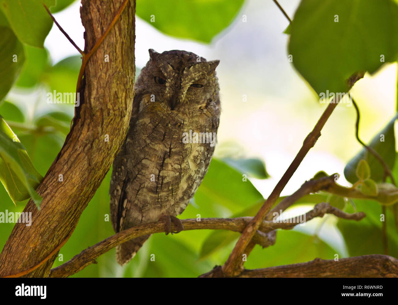 The African Scops Owl is a widespread resident that set up territory in ...