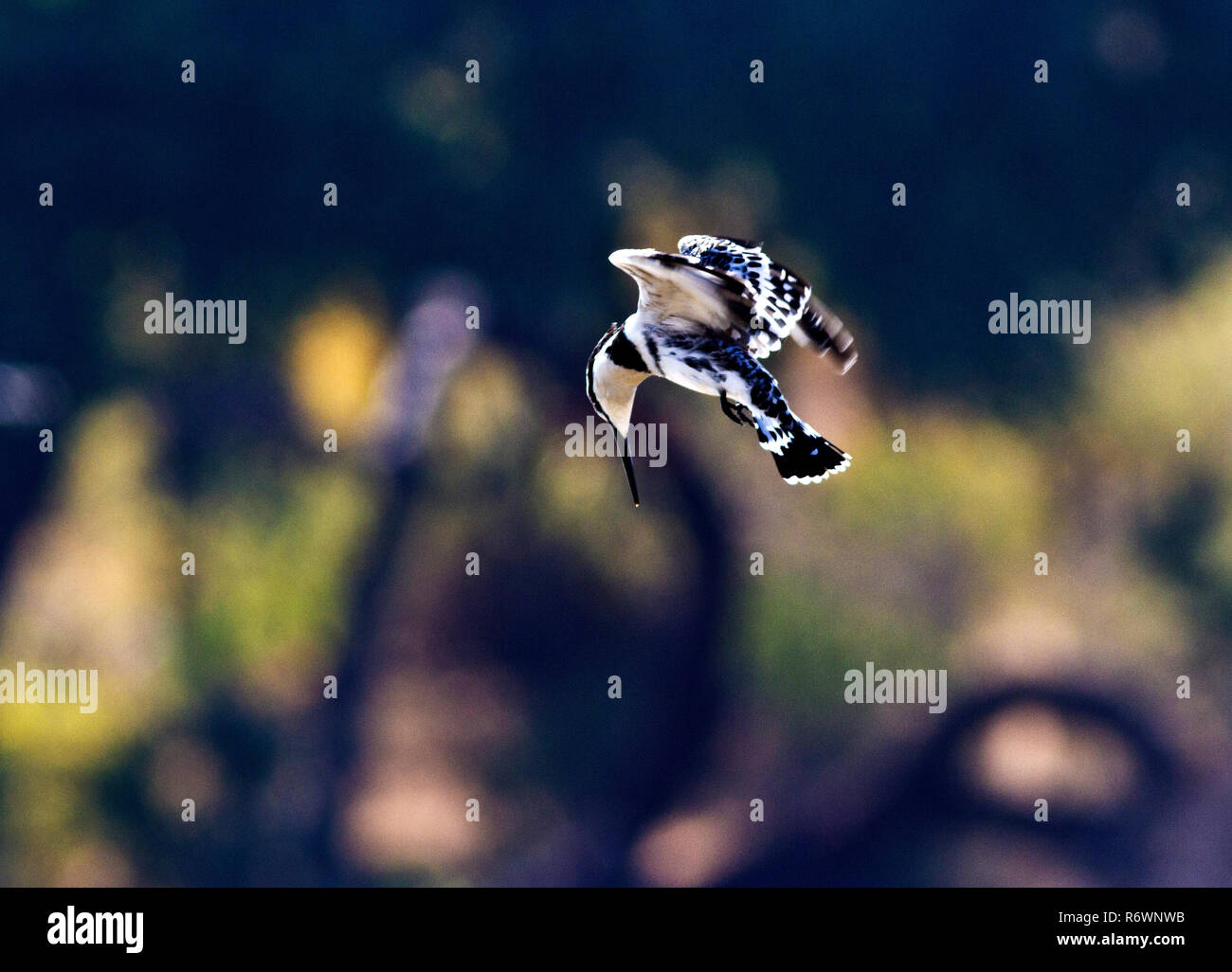 Only diving passerine hi-res stock photography and images - Alamy