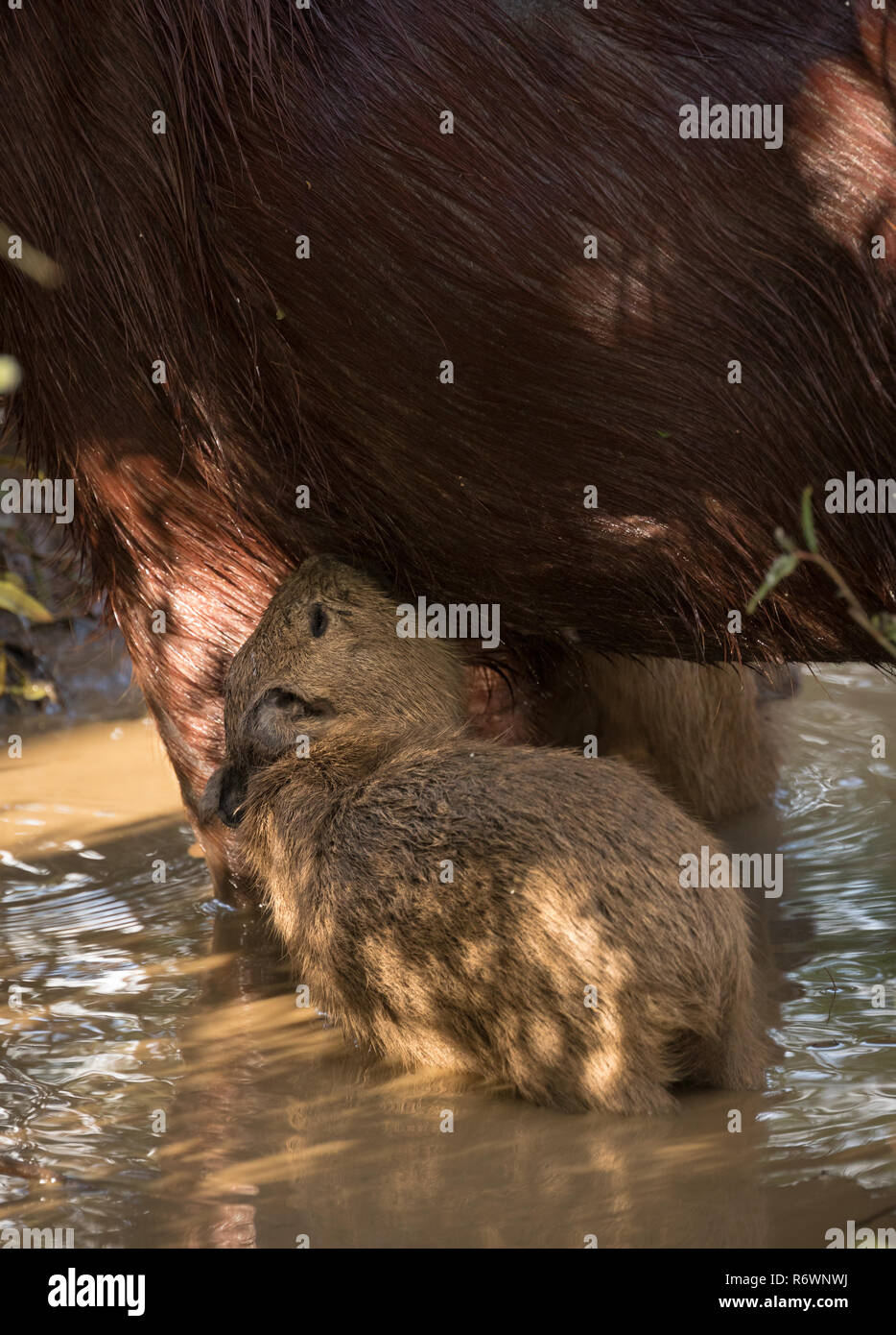Capybara in Brazil Stock Photo - Alamy
