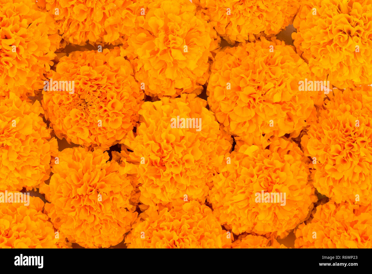 Genda flower hi-res stock photography and images - Alamy