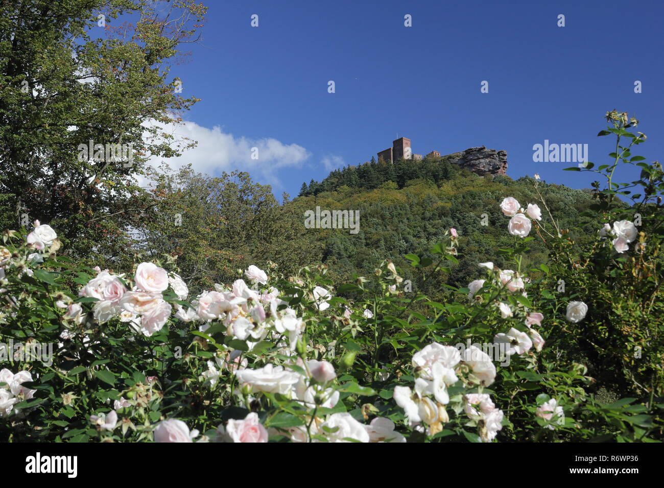 Reichsburg trifels hi-res stock photography and images - Alamy