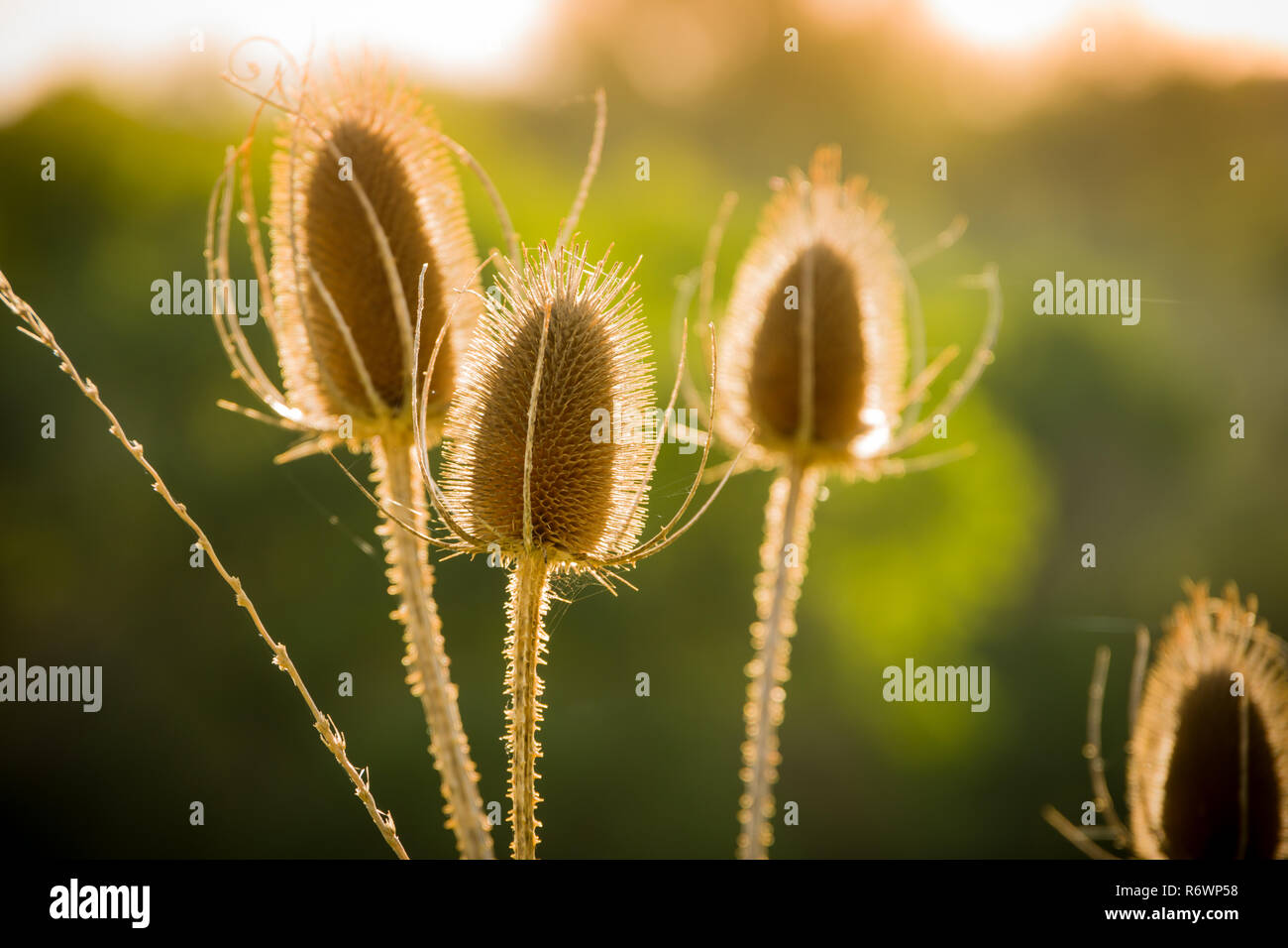 Dried Thistle In Sun Stock Photo - Alamy