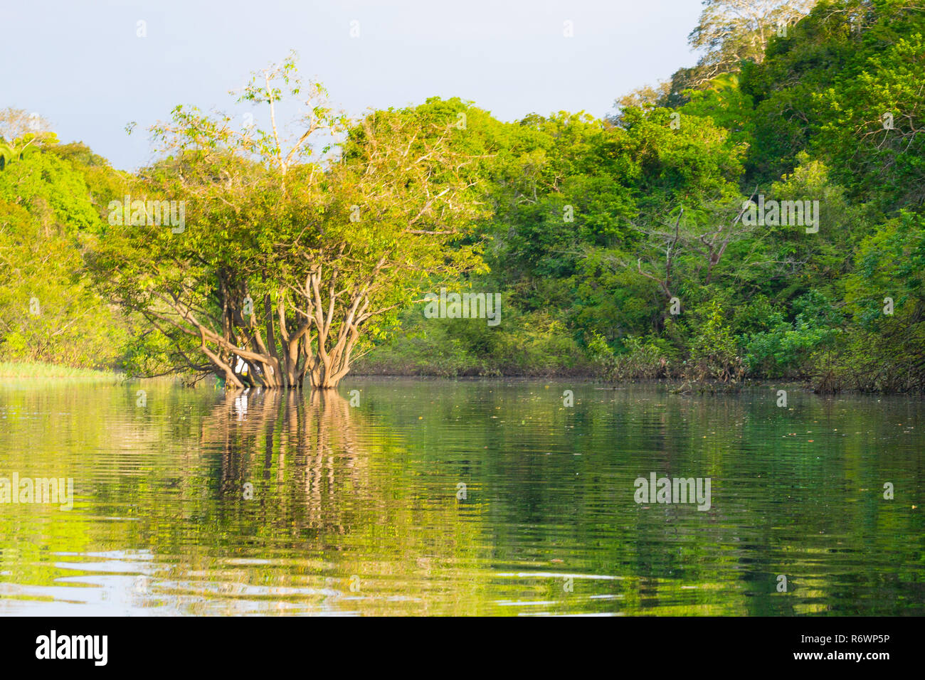 Panorama from Amazon rainforest, Brazilian wetland region. Navigable ...