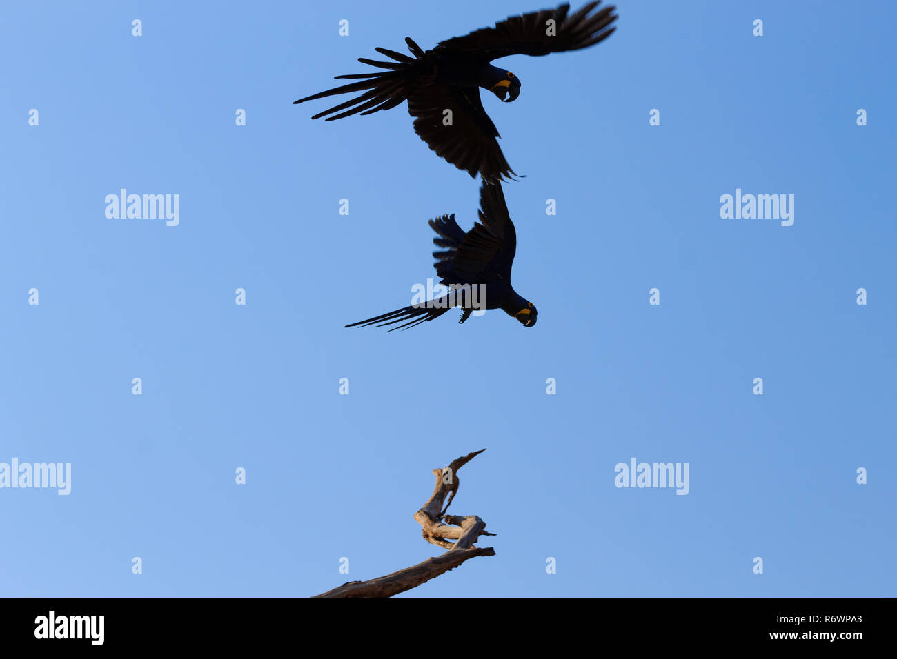 Couple of Hyacinth macaw from Pantanal, Brazil. Brazilian wildlife ...
