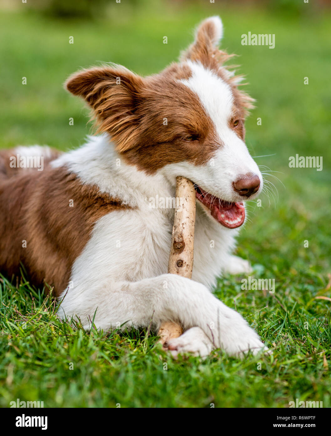 Border collie stick hi-res stock photography and images - Alamy