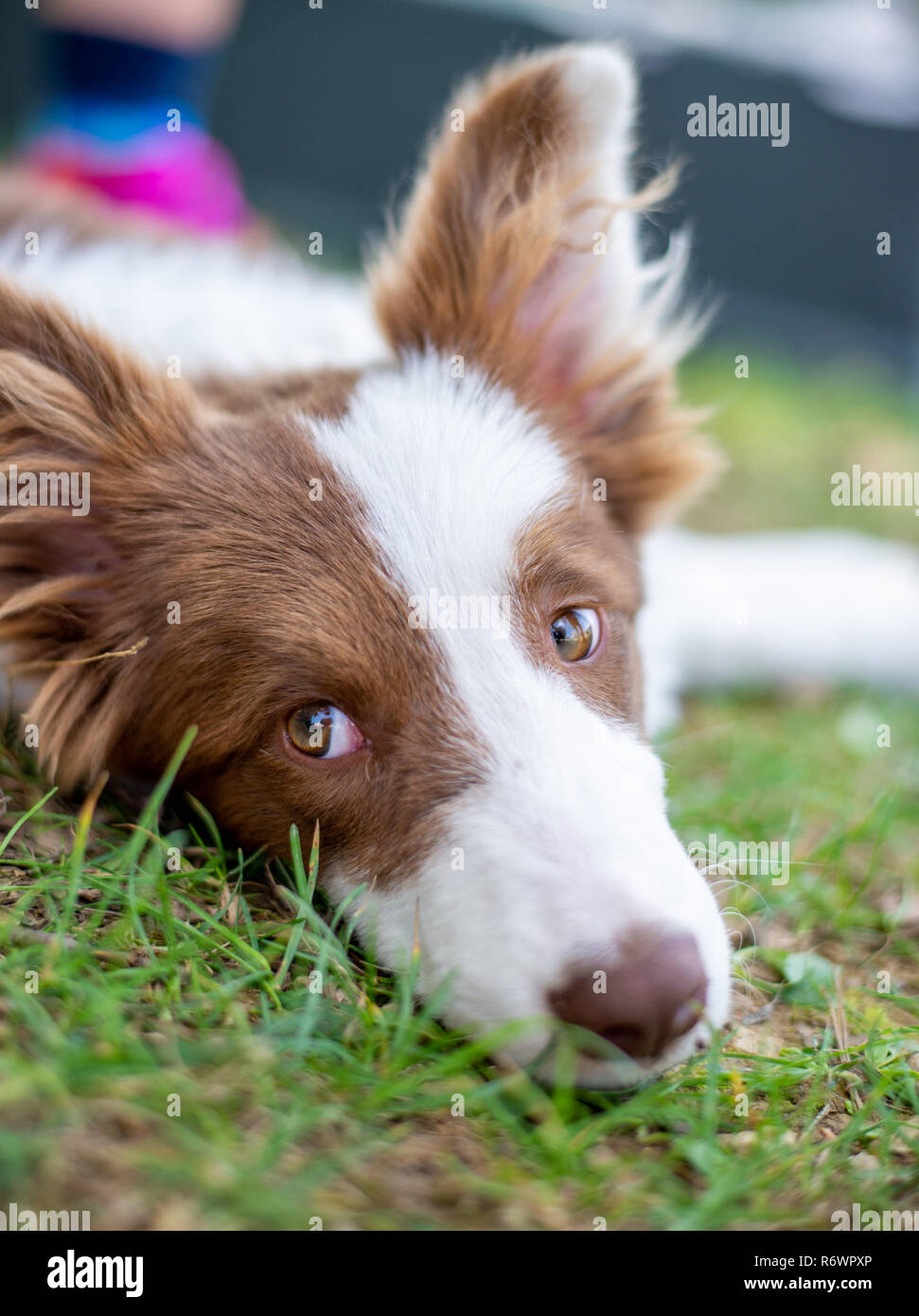 Brown border collie dog sitting on the ground Stock Photo - Alamy