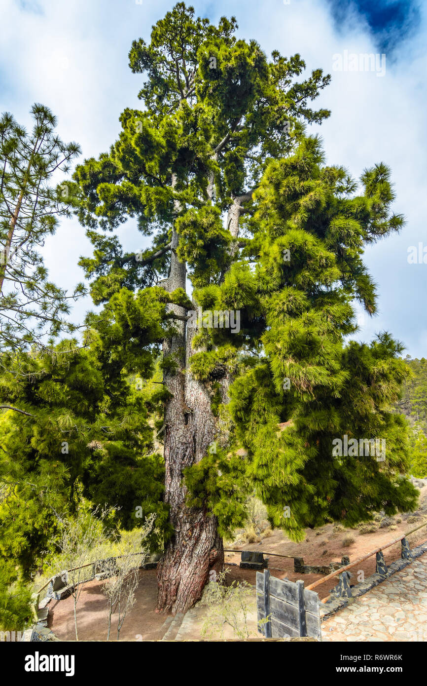 Vilaflor, Tenerife, Canary Islands, Spain: Pino Gordo, one of the ...