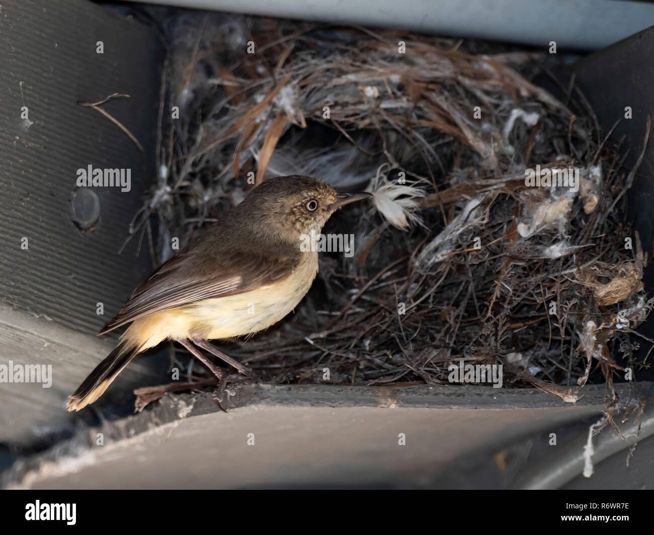 Buff-rumped Thornbill (Acanthiza reguloides) race "australis" at its ...