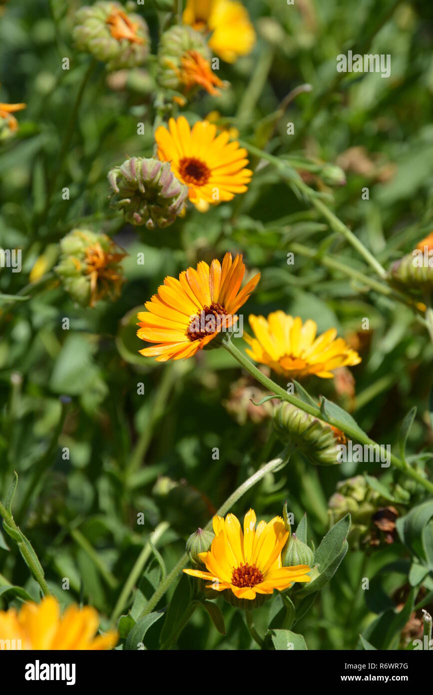 Arnica plant hi-res stock photography and images - Alamy