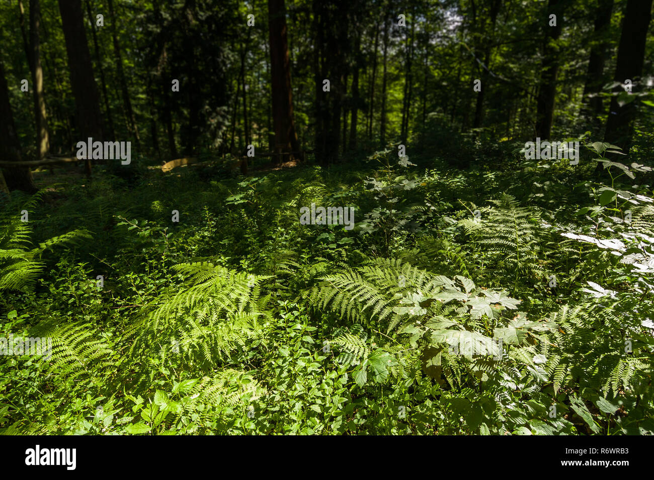 Aspidium hi-res stock photography and images - Alamy