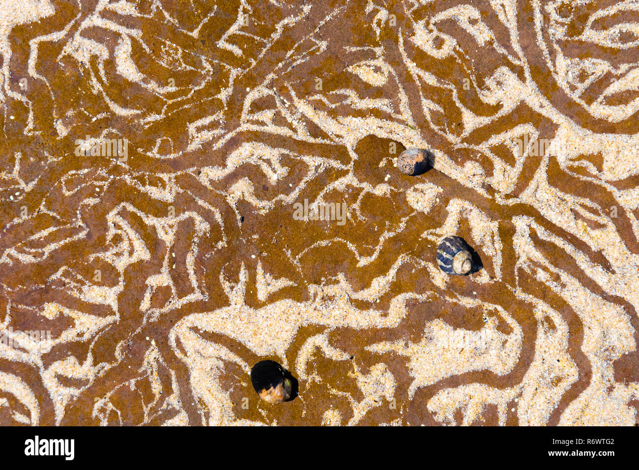 Nature abstract background with sea snail line trails in the water sand ...