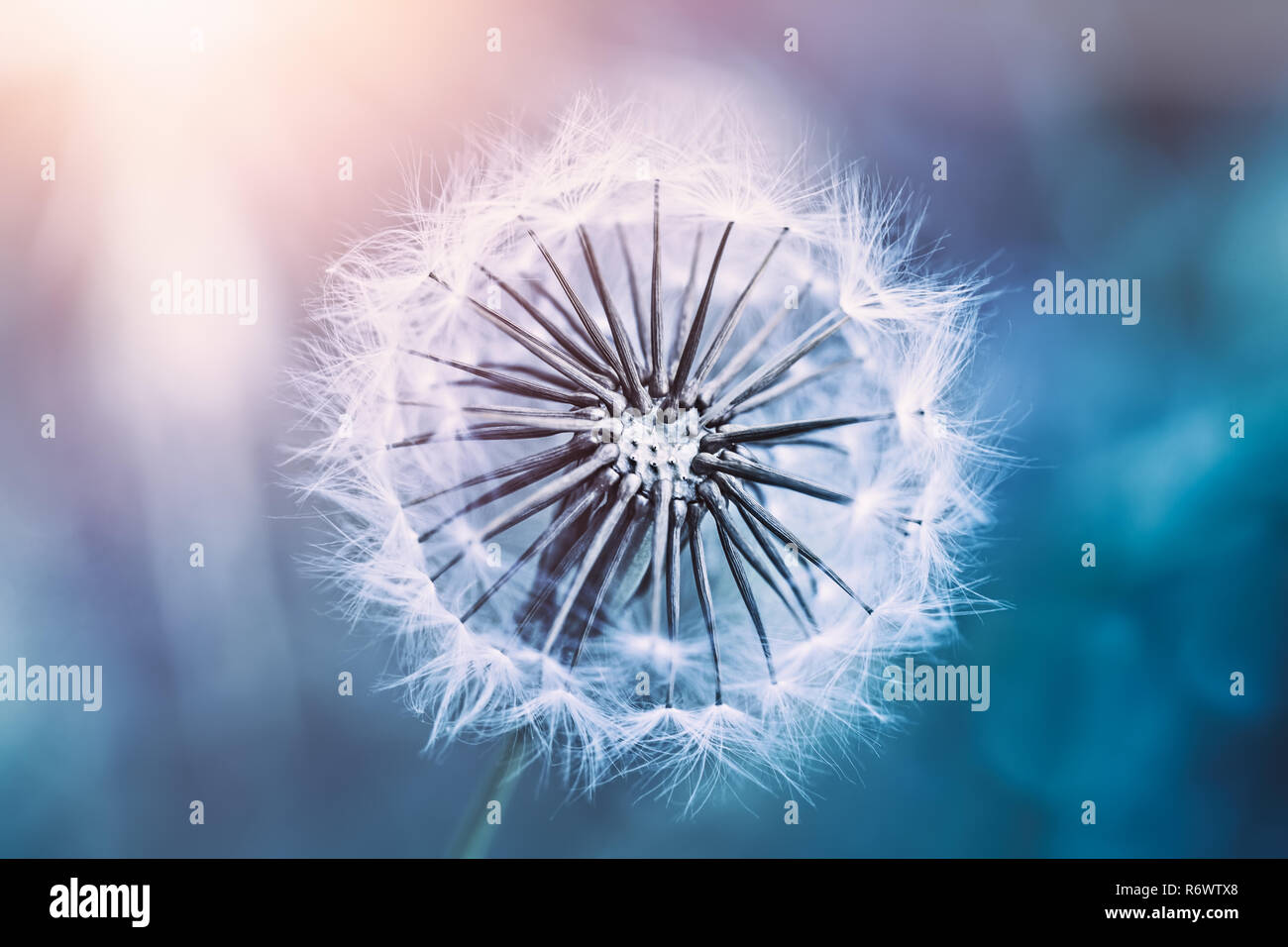 Gentle dandelion flower Stock Photo - Alamy