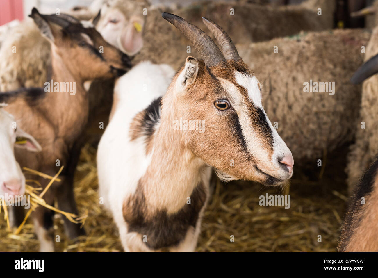 Cute brown baby goat in the hay stable Stock Photo - Alamy