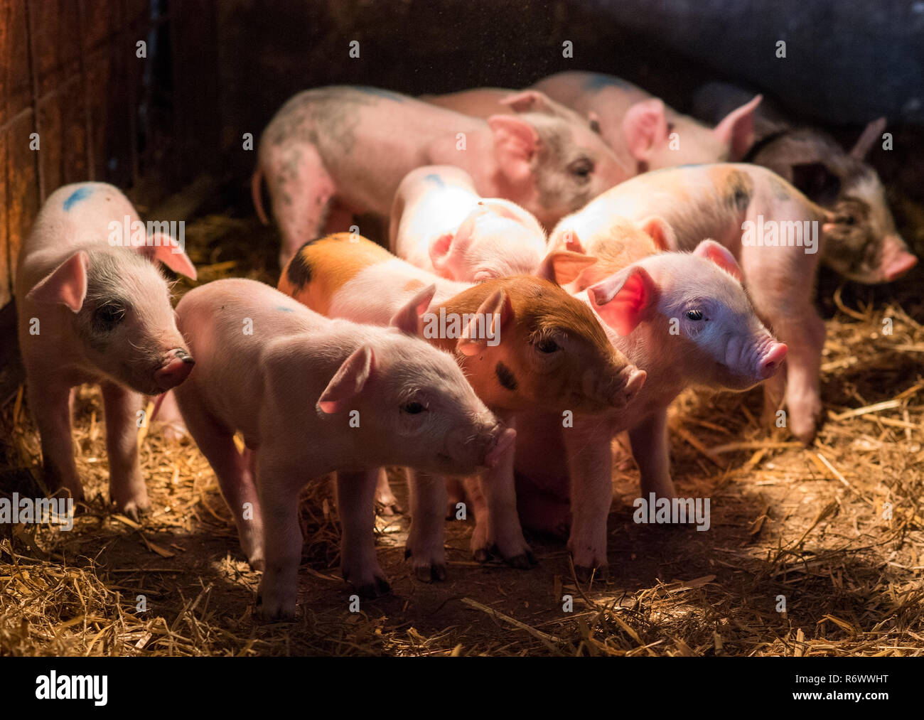 Newborn baby pigs in the straw nest at stall Stock Photo - Alamy