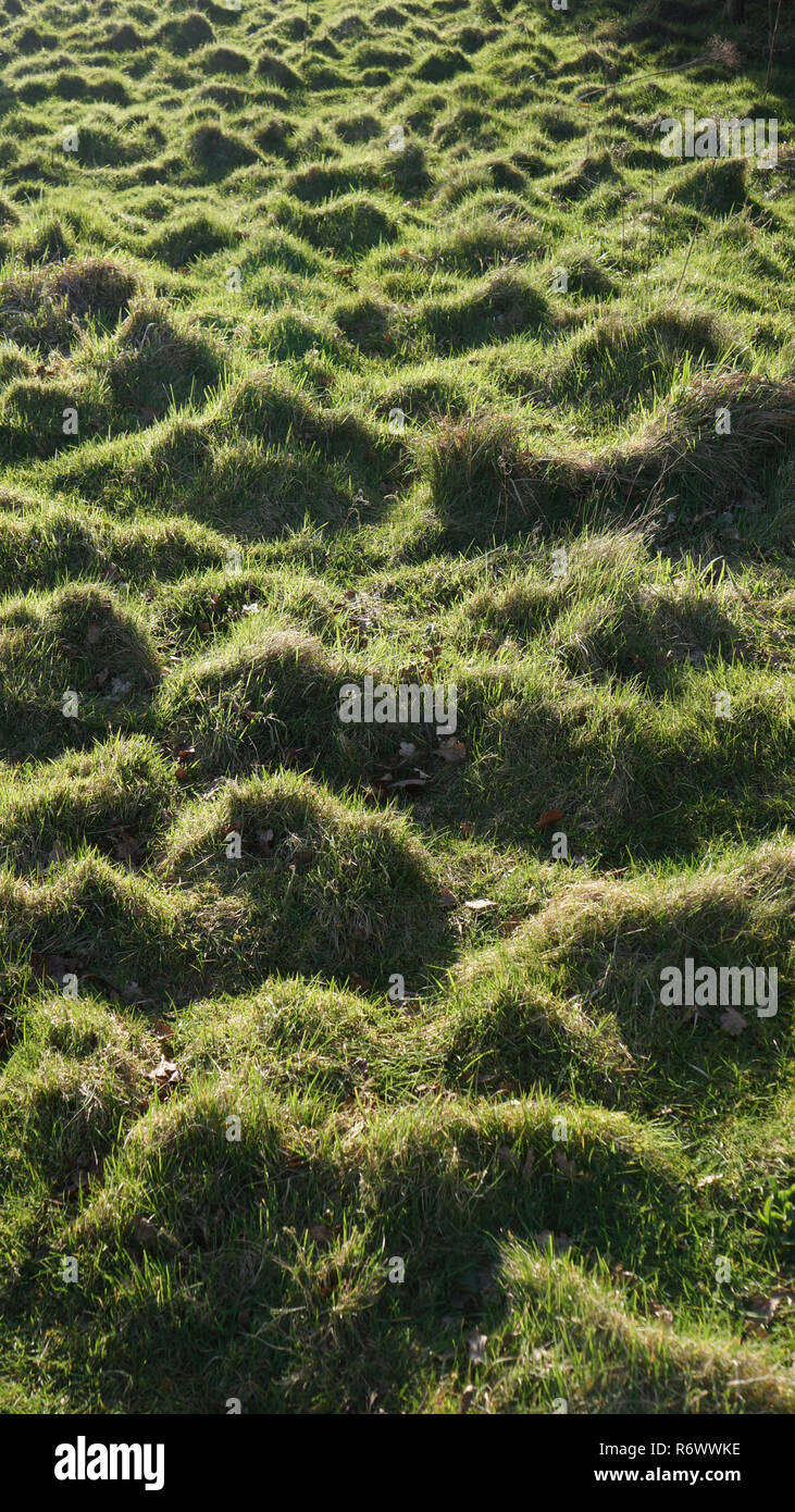 Mounds covered with grasses create a surreal moon like landscape. With ...