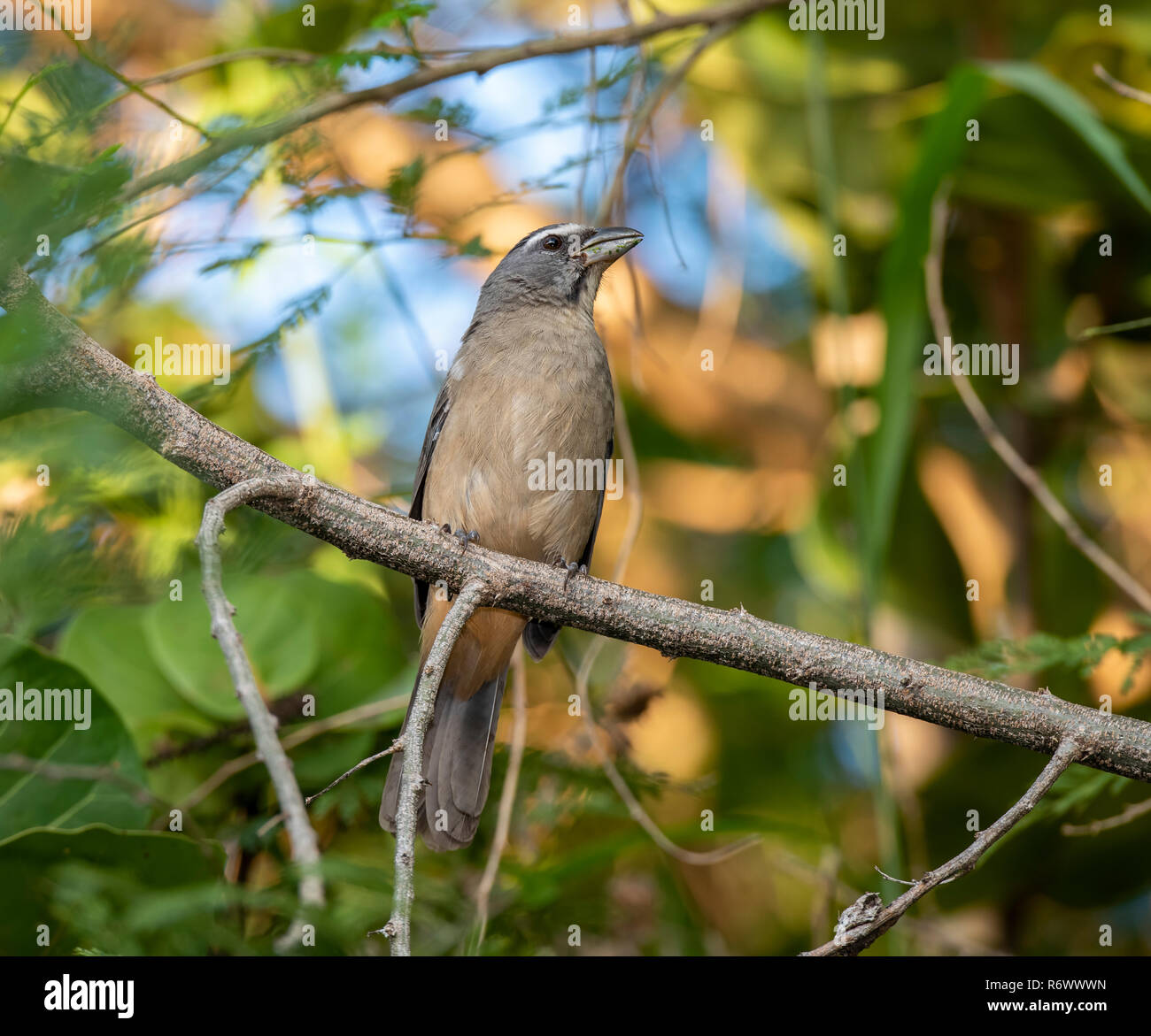 Aves de mexico hi-res stock photography and images - Alamy