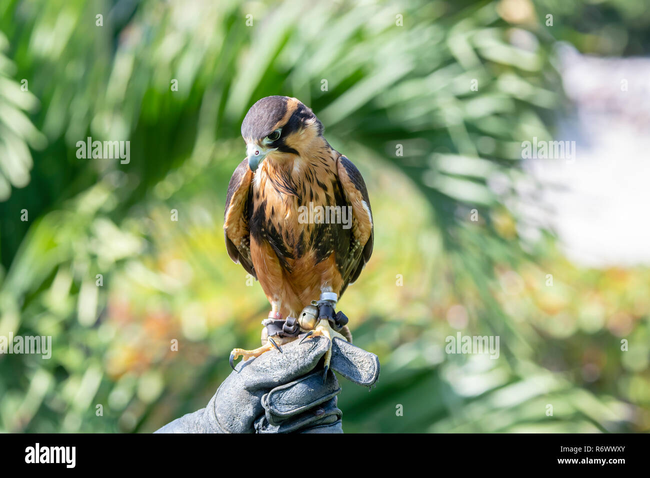 Captive Falconer's Aplomodo Falcon ( Falco femoralis) Perched & Ready ...