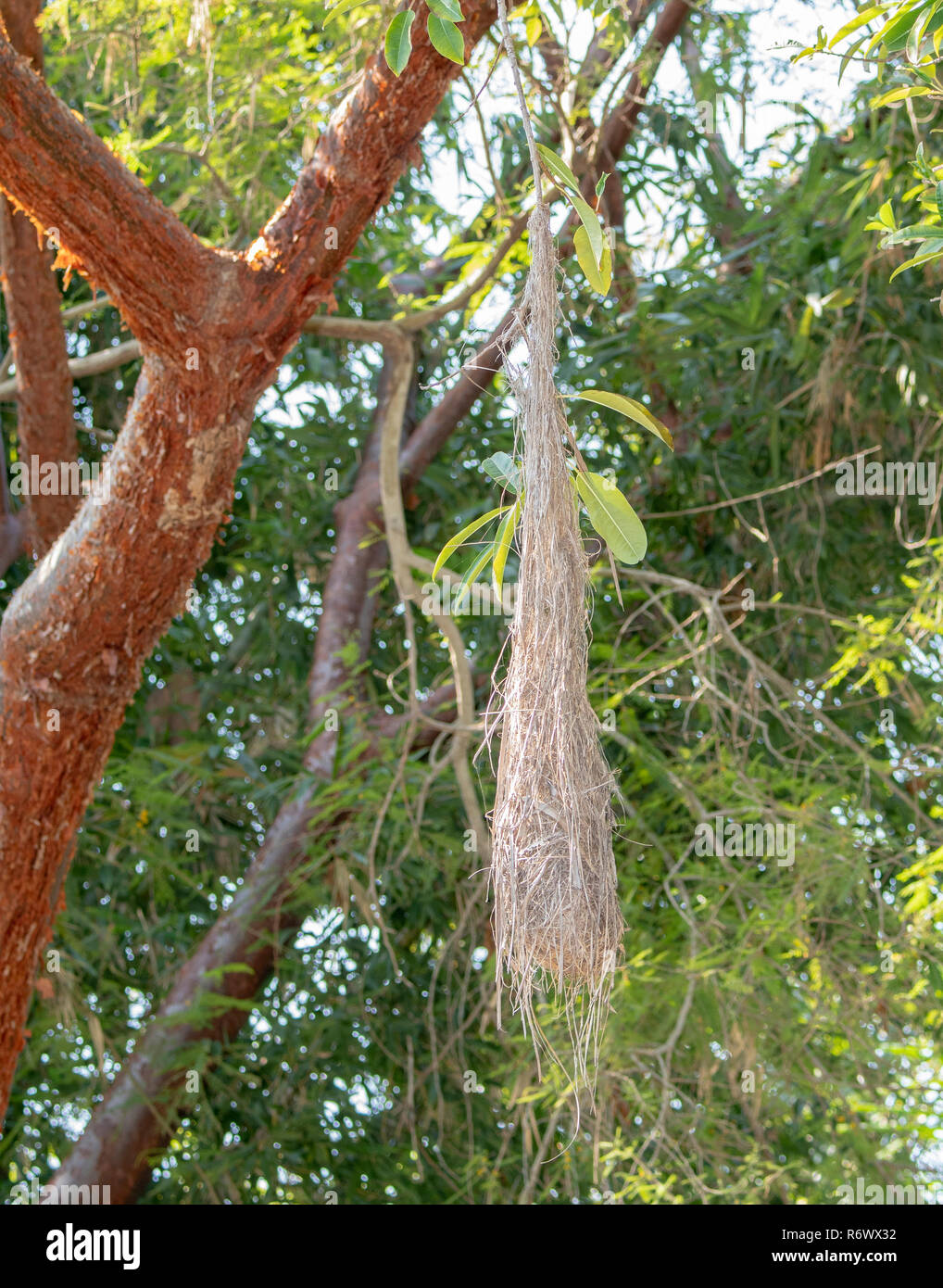 Gumbo limbo tree hi-res stock photography and images - Alamy