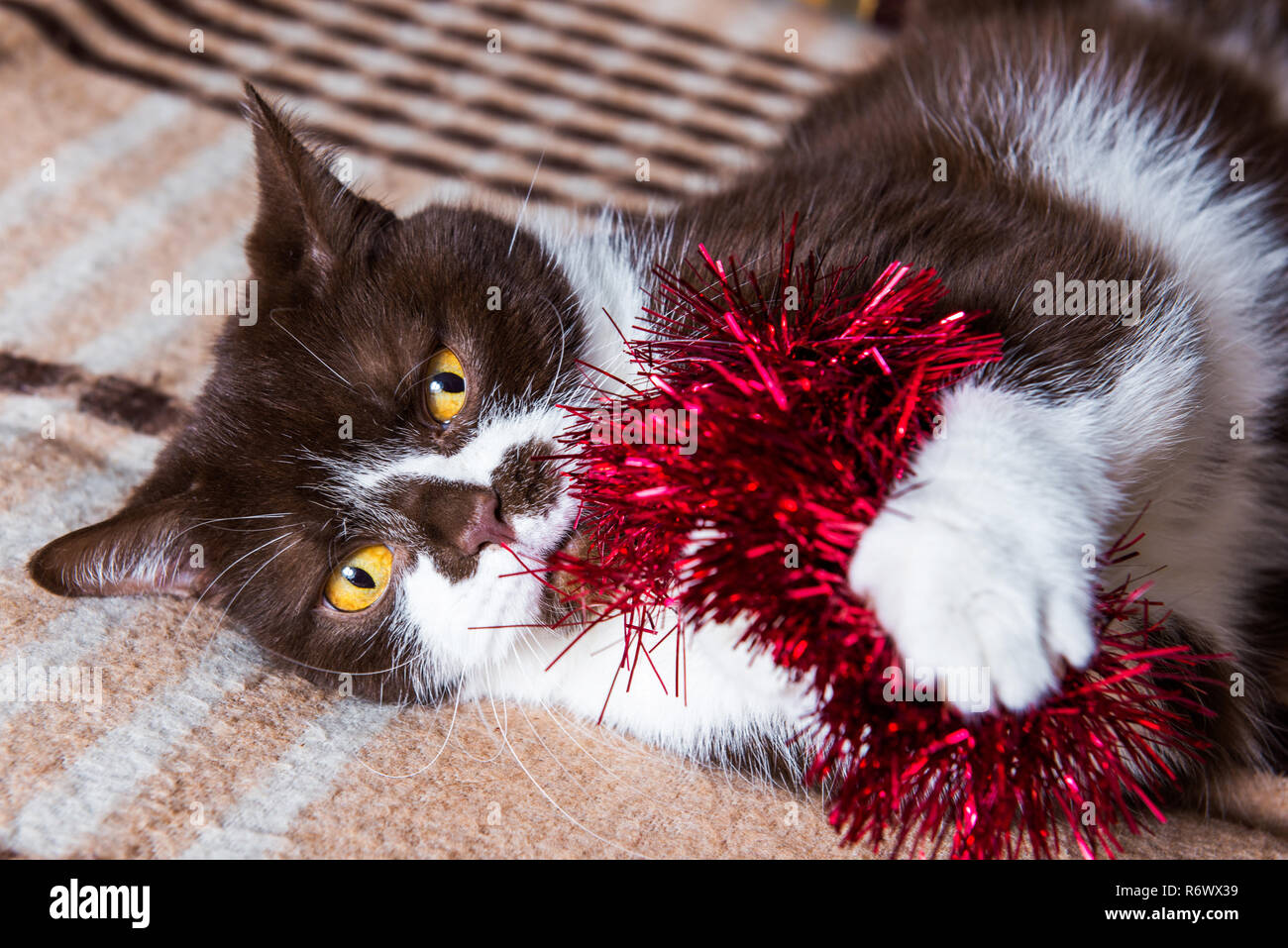 British cat chocolate color is playing with the Christmas garland Stock ...