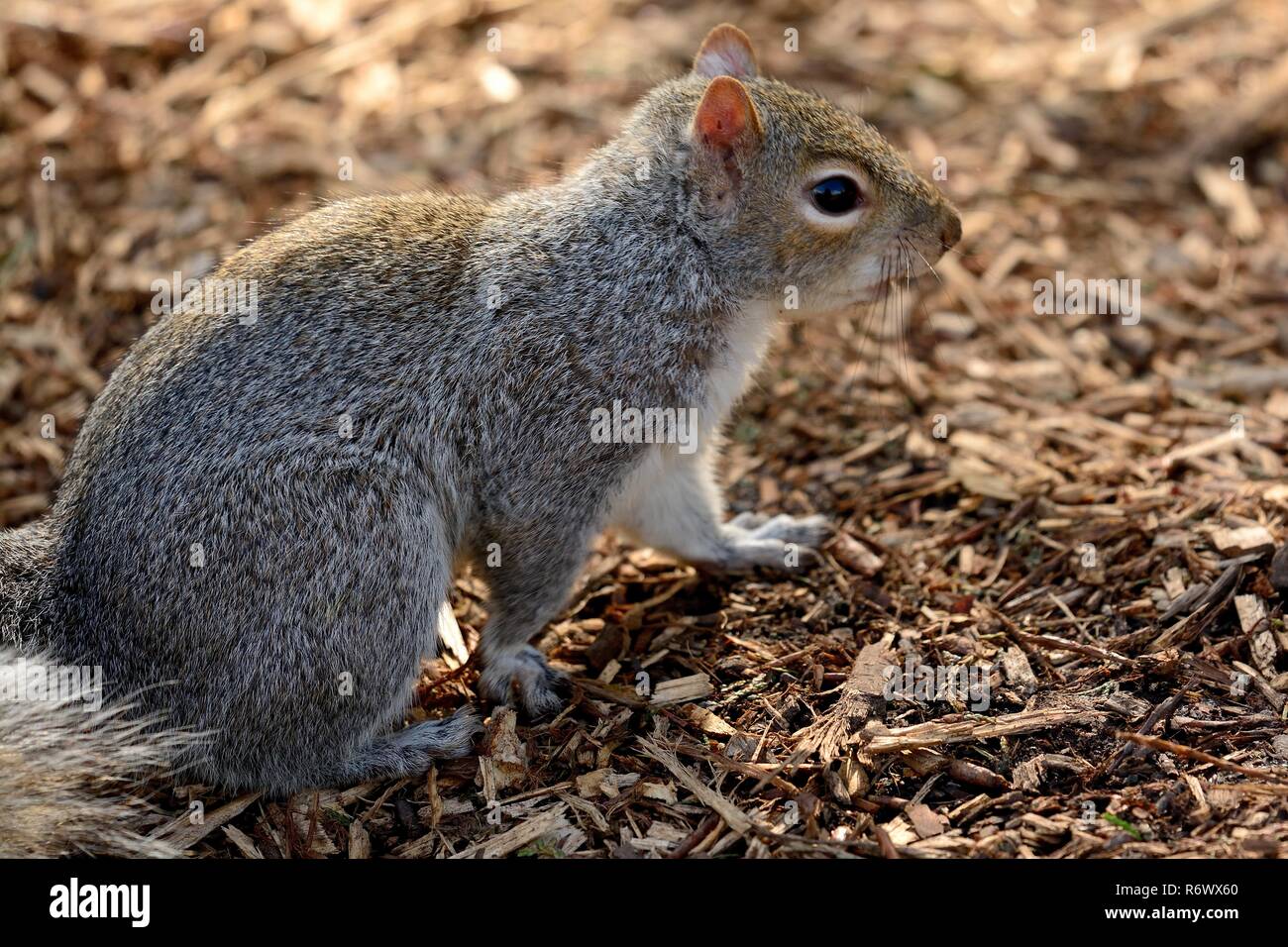 Portrait of a grey squirrel sitting on the ground Stock Photo - Alamy