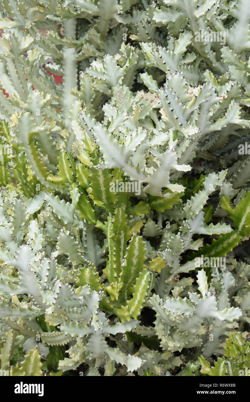 Spurge plant hi-res stock photography and images - Alamy