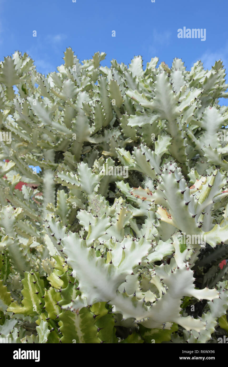 Spurge plant hi-res stock photography and images - Alamy