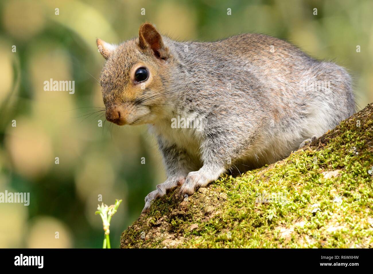 Portrait of a grey squirrel sitting in a tree Stock Photo - Alamy
